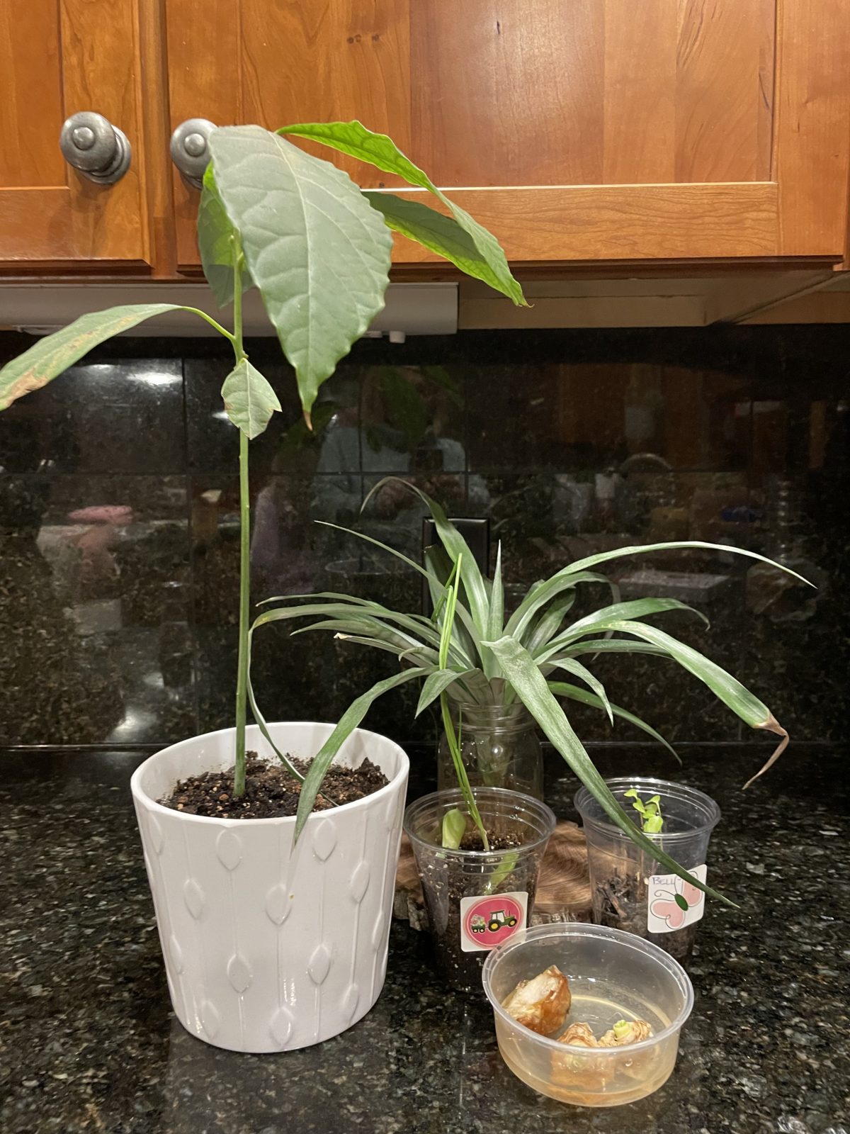 Scrap Gardening for STEM Learners - Early Science Matters