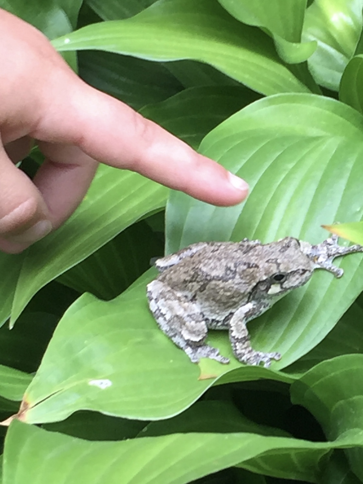 Toad-Ally Awesome Science - Early Science Matters