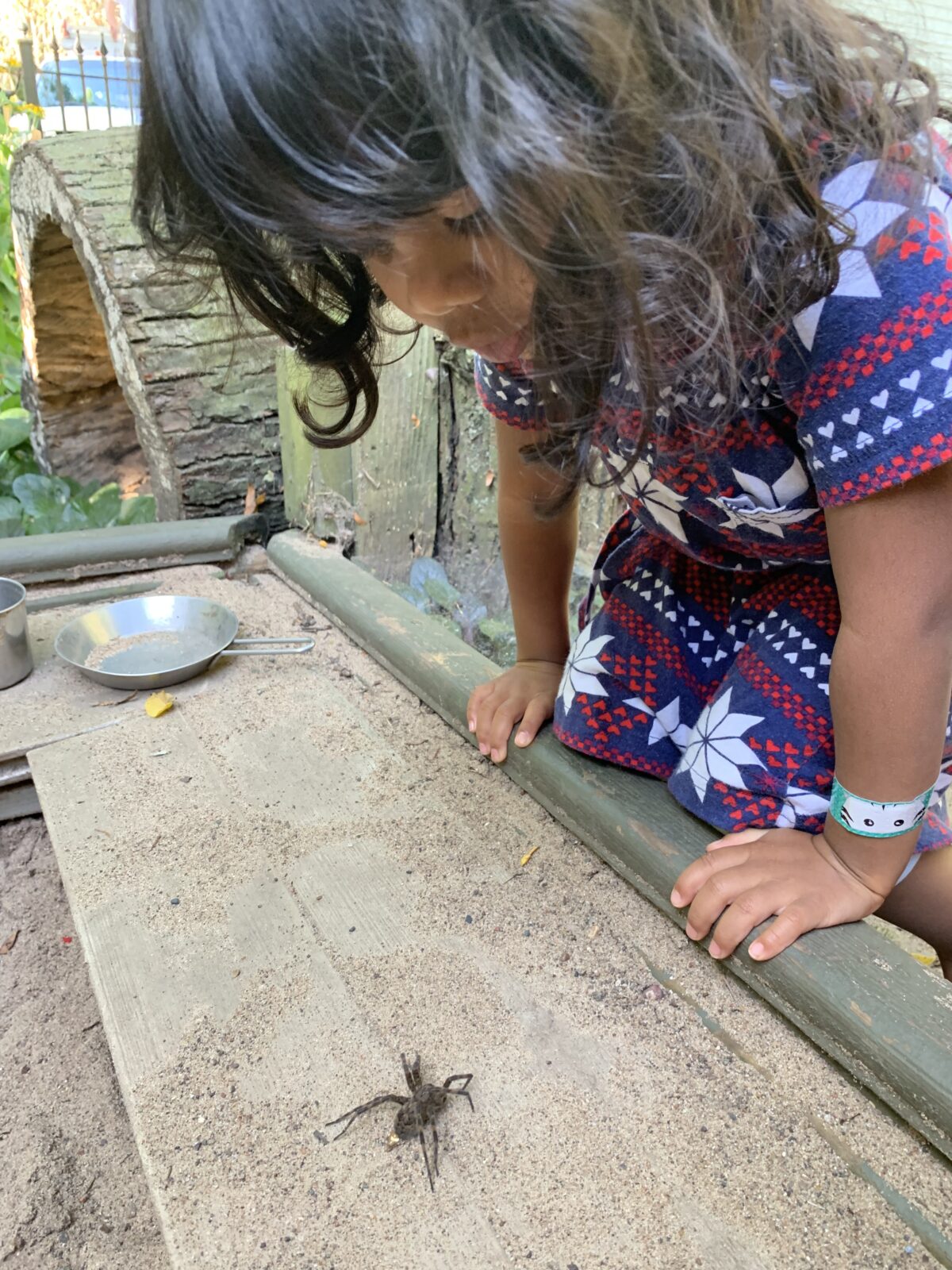 Insect Adventures - Early Science Matters