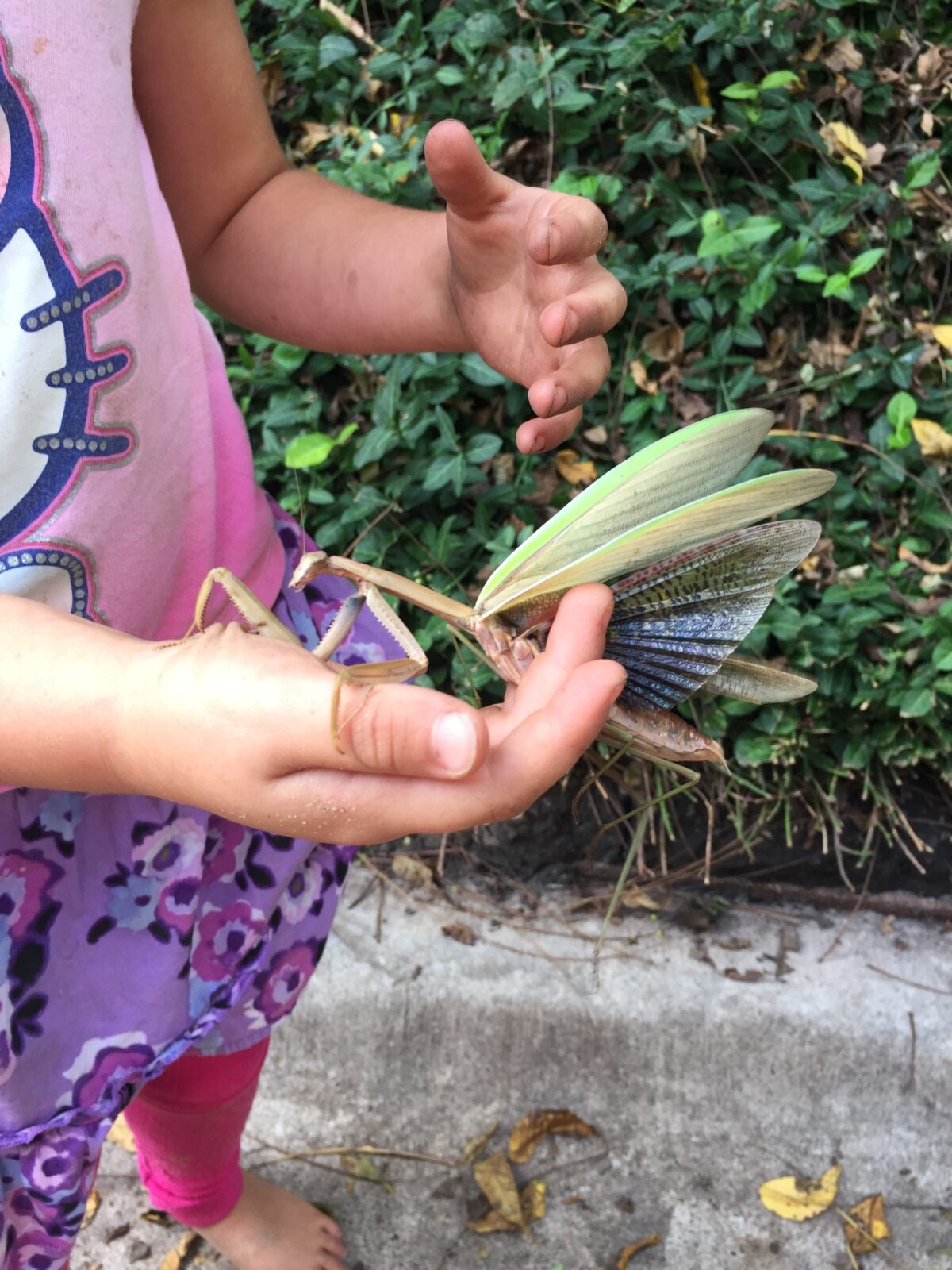 Insect Adventures - Early Science Matters