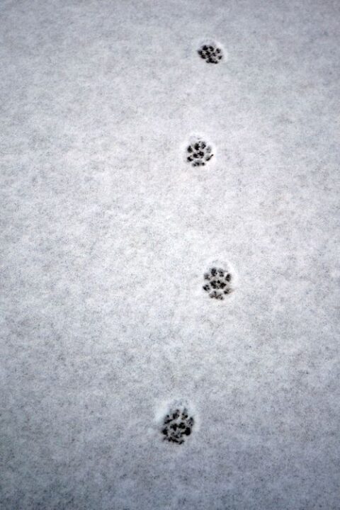 Investigating Snow Tracks - Early Science Matters