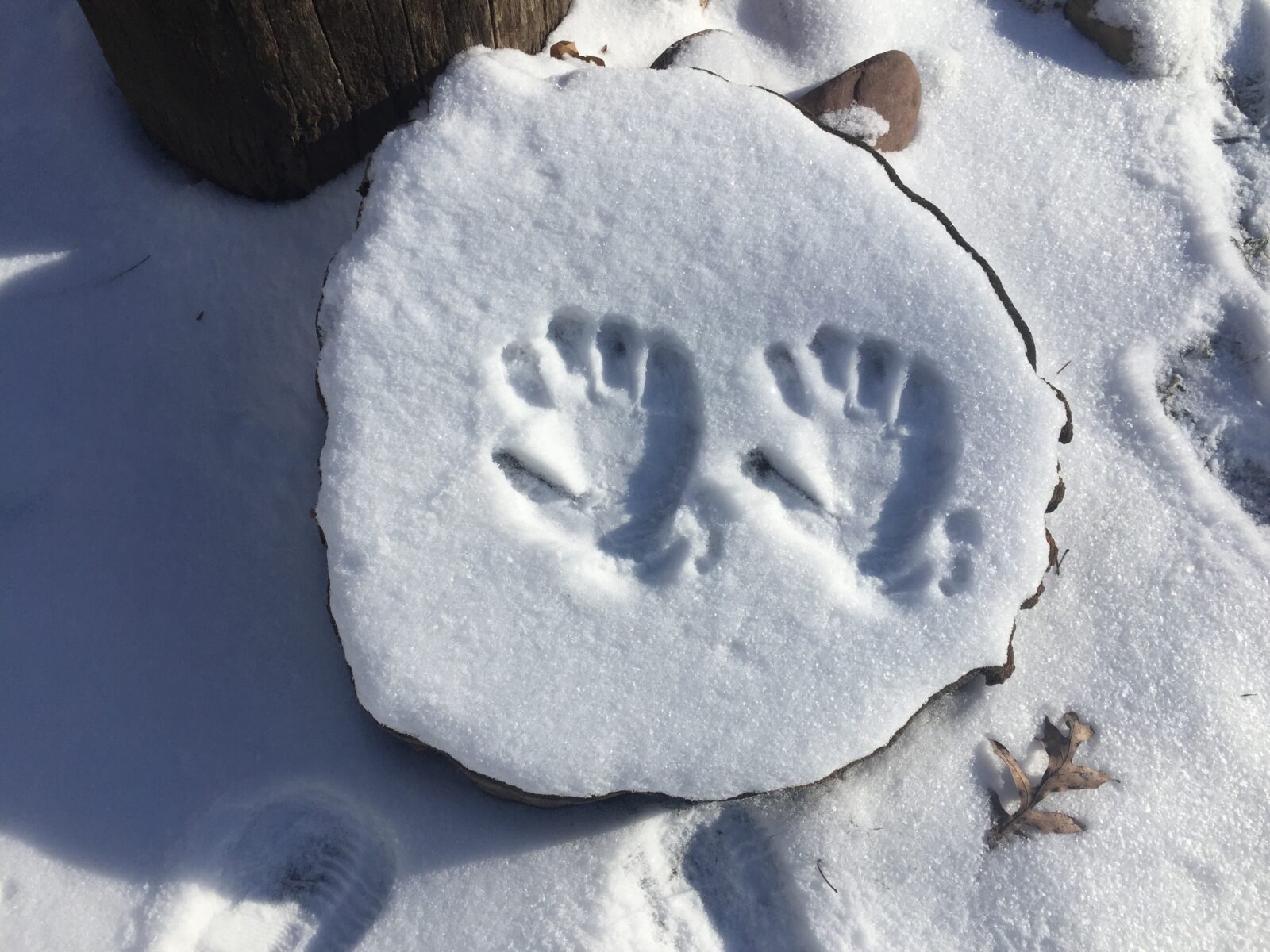 Investigating Snow Tracks - Early Science Matters
